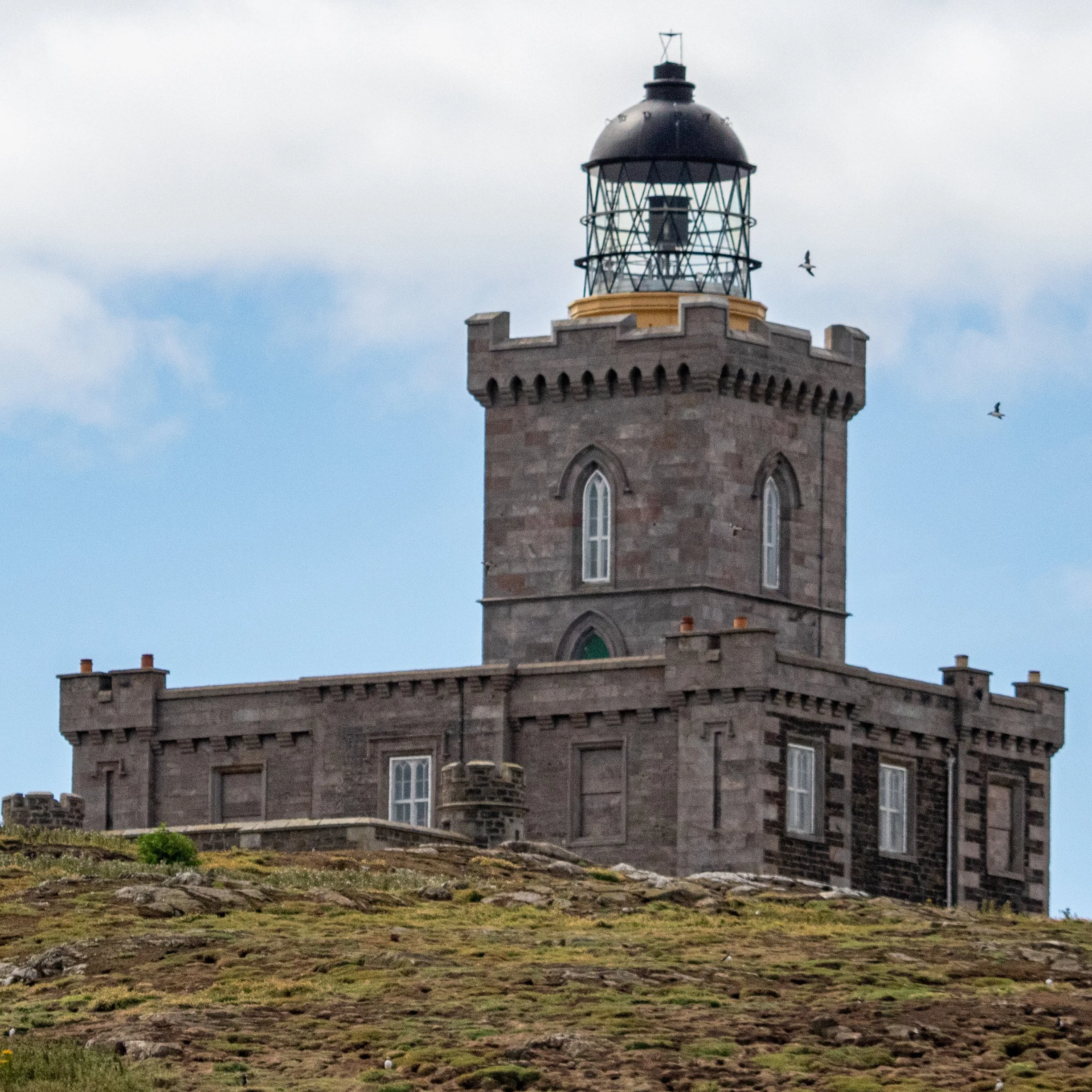 Gallery — Isle of May Boat Trips