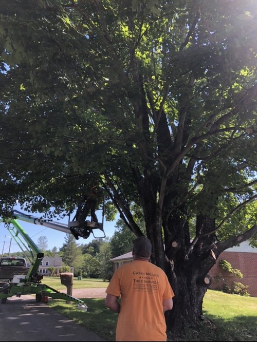 Casey Miller & Family Tree Service—caseymillerfamilytreeservice.com