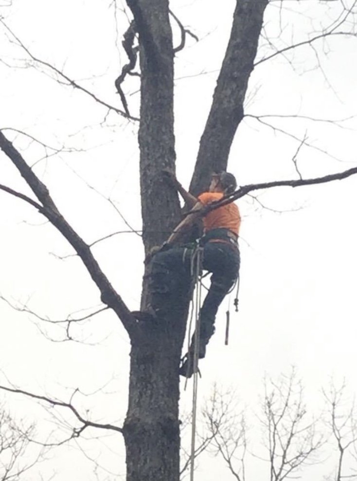 Casey Miller & Family Tree Service—caseymillerfamilytreeservice.com