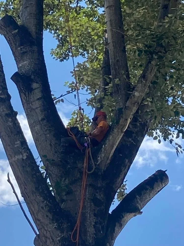 Casey Miller & Family Tree Service—caseymillerfamilytreeservice.com