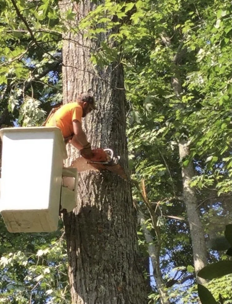Casey Miller & Family Tree Service—caseymillerfamilytreeservice.com