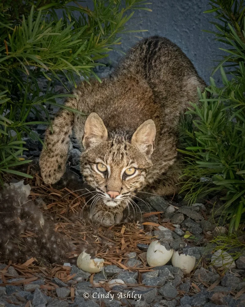 Intermediate Photography Club