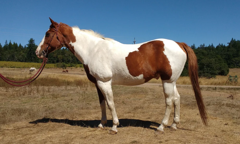 Meet the Horses — Horse ReCourse