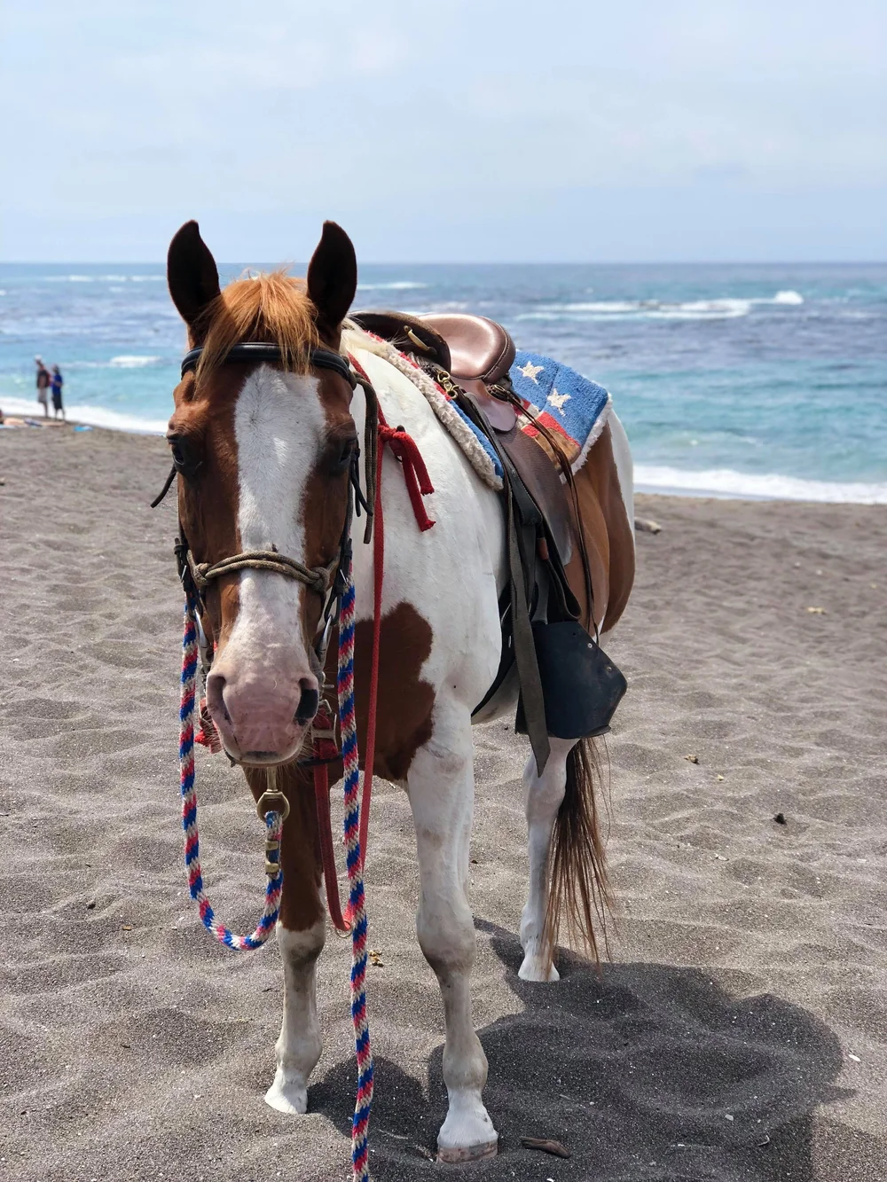 Meet the Horses — Horse ReCourse
