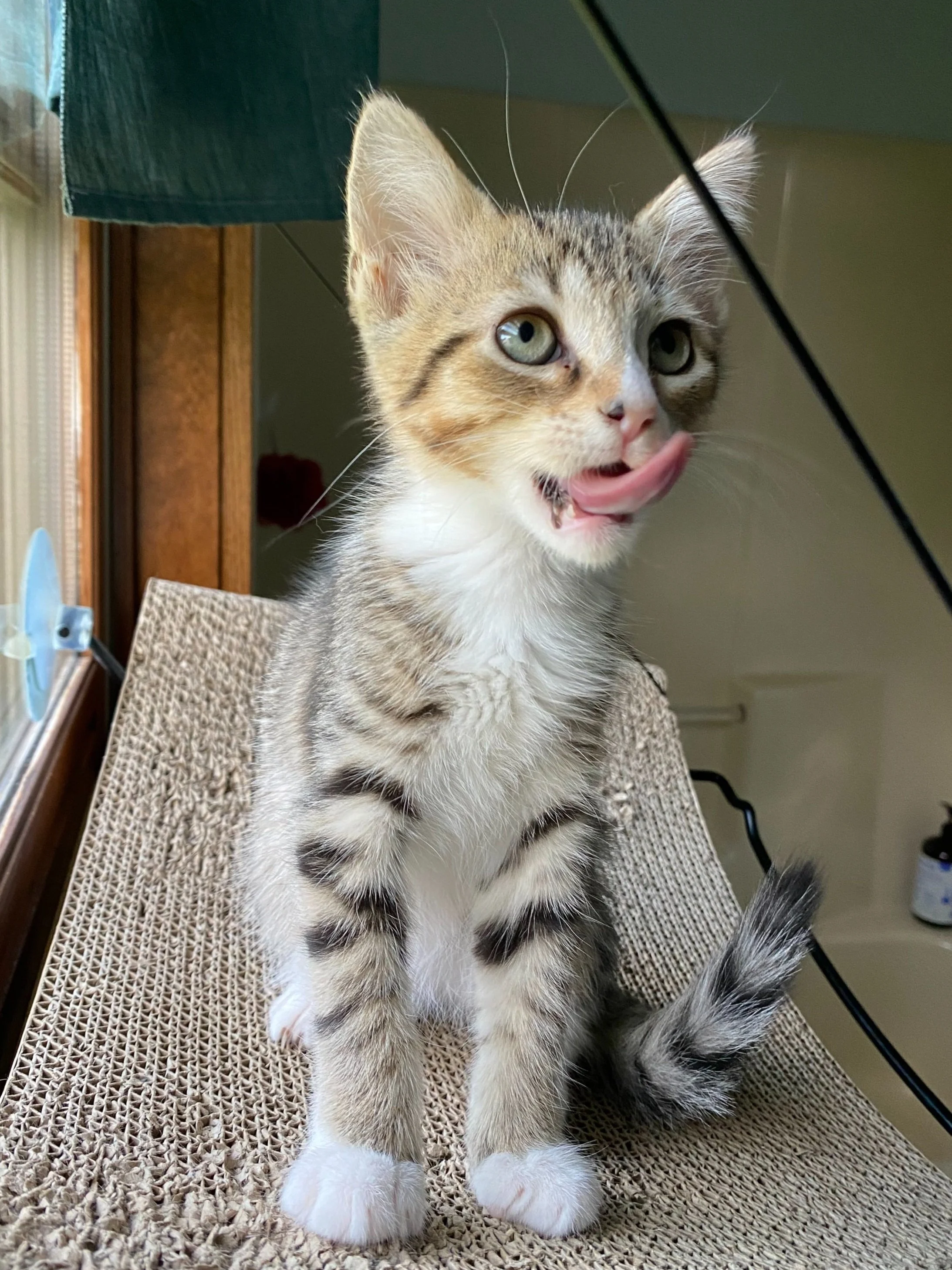 Adoption Info | Adopt Today – Find Your New Cat — Queen City Cats VT