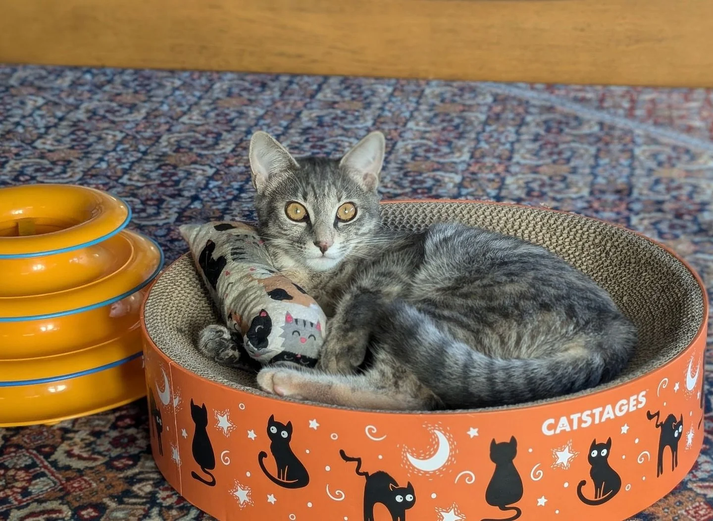 Queen City Cats VT | Discover Cats - Volunteer Today