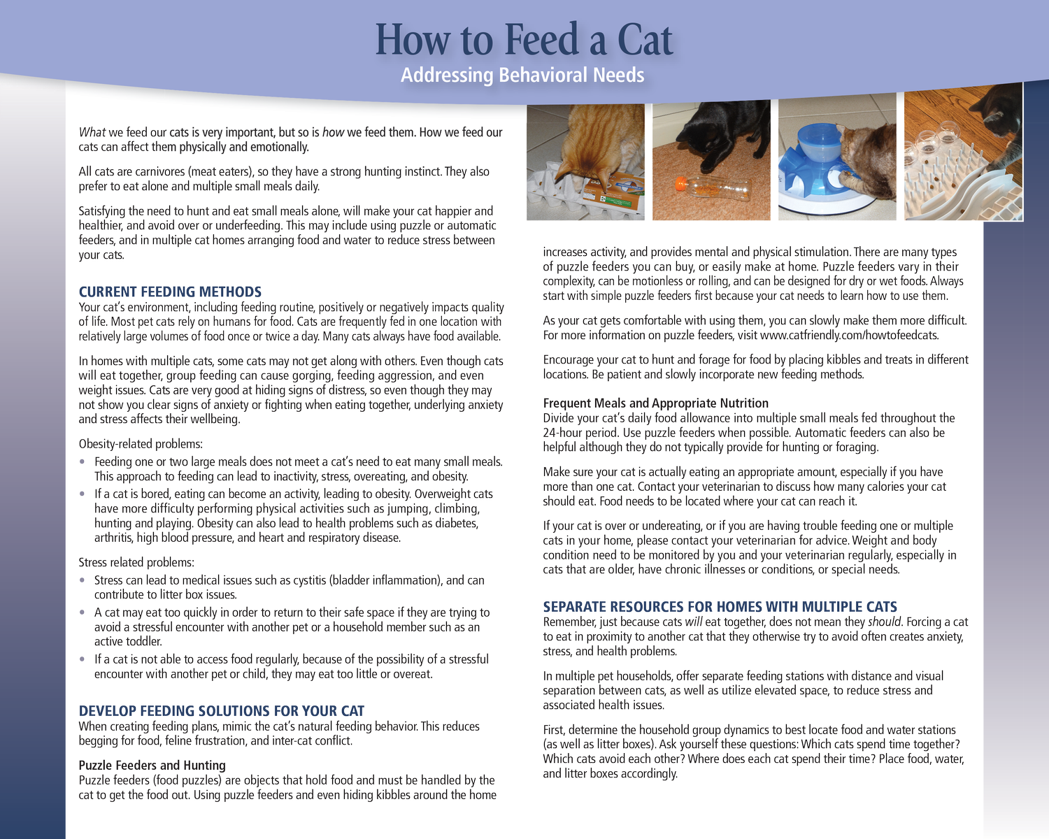 Cat Care | Enhance Your Cat's Well-Being Today — Queen City Cats VT
