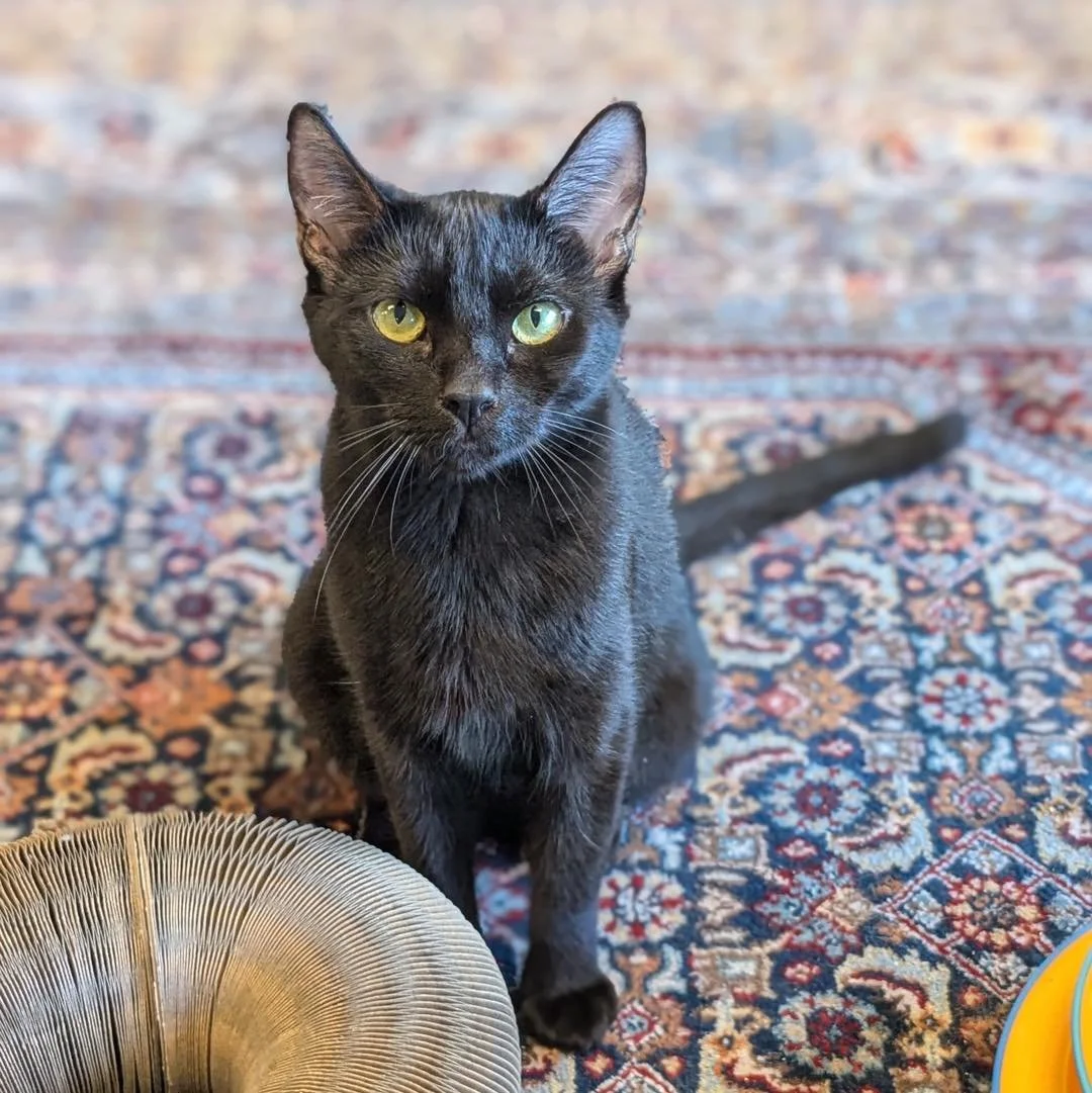 Queen City Cats VT | Discover Cats - Volunteer Today