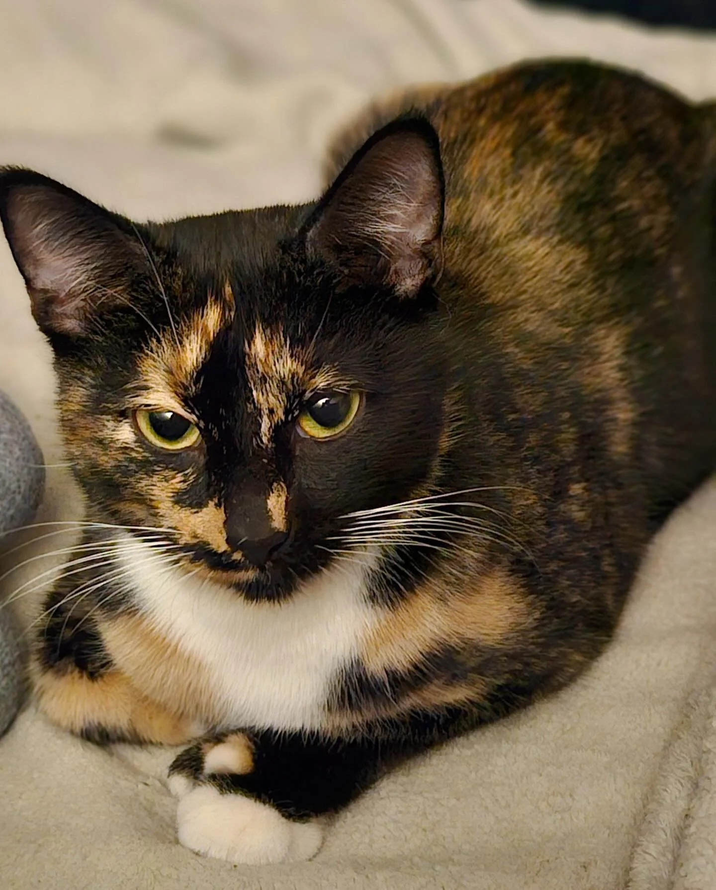 Queen City Cats VT | Discover Cats - Volunteer Today