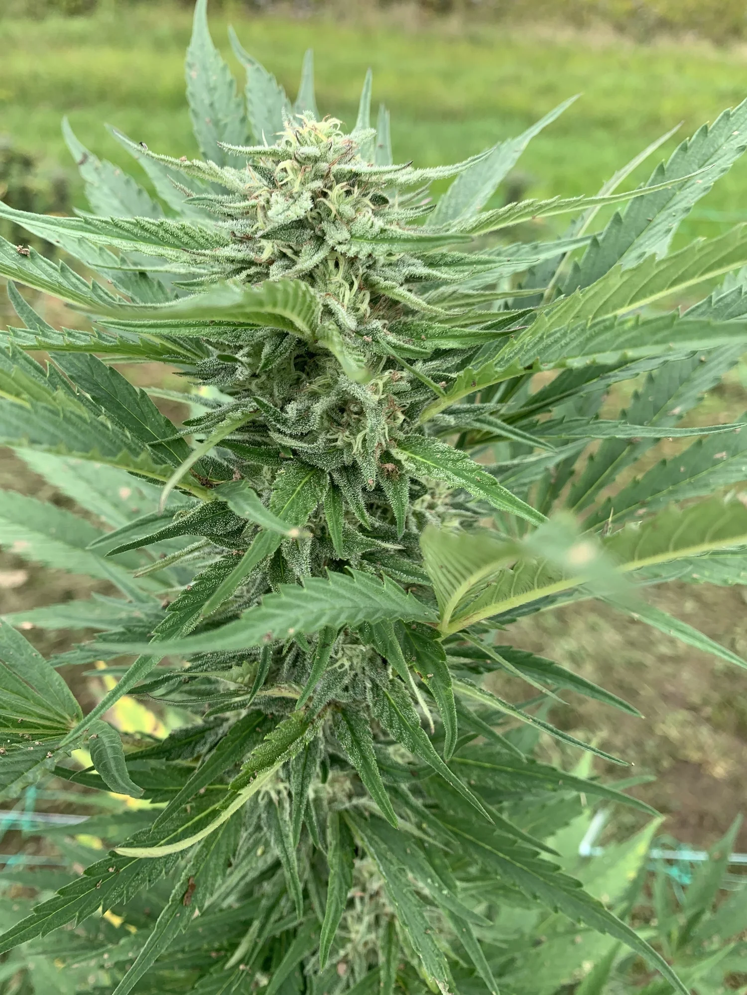 Rum Cakes — Old School Weed Company