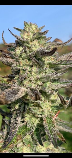 Truffaloha — Old School Weed Company