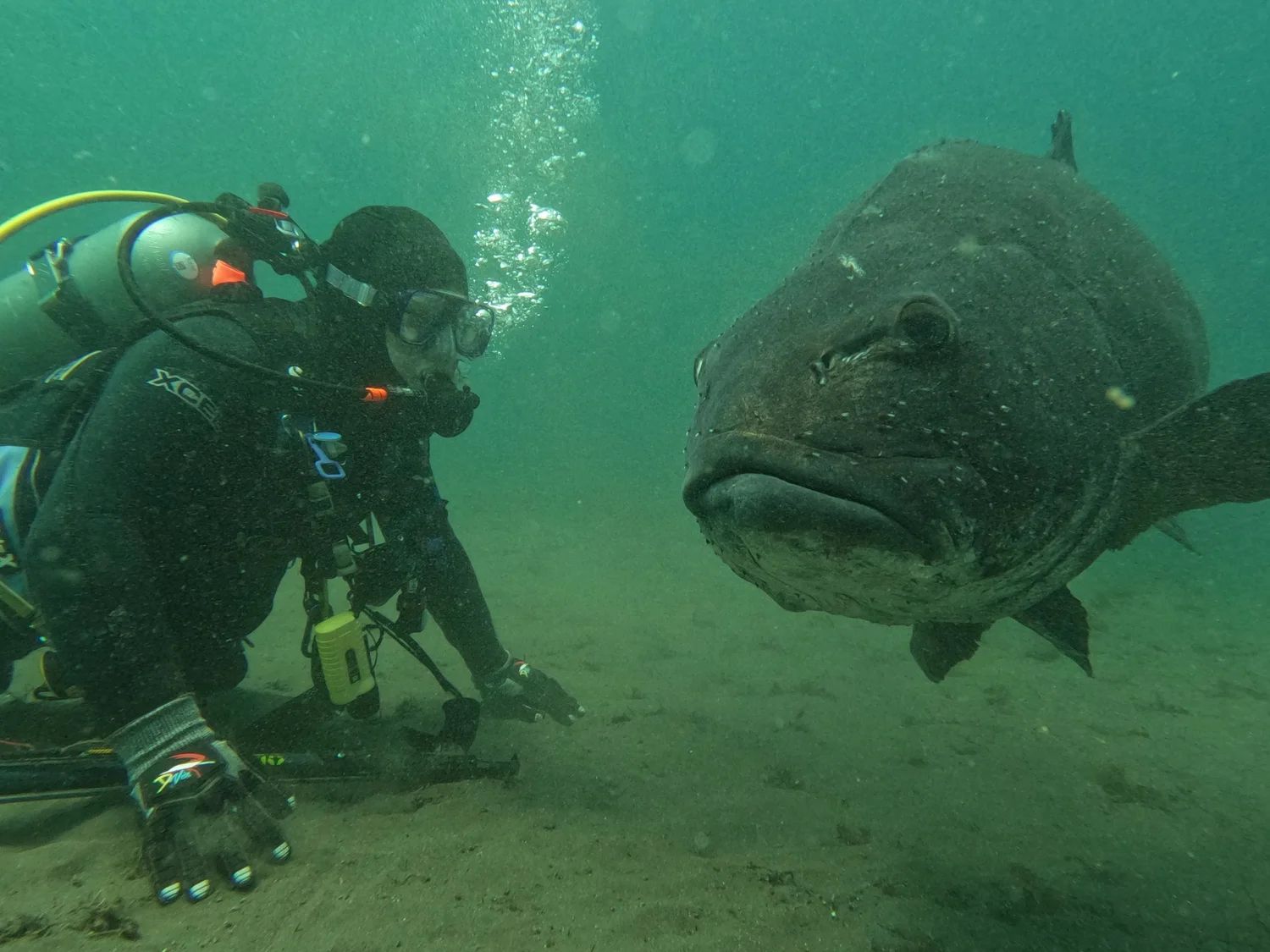 Peace Liveaboard Dive Boat - Dive The Channel Islands - Ventura, CA