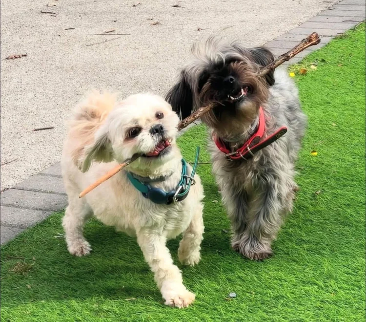 Hope's Therapy Dogs | Emotional Support for Children