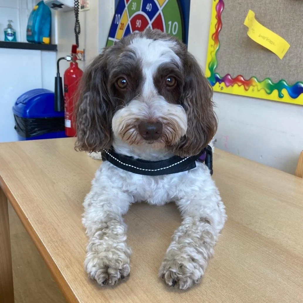 Escaping Burnout: Finding Purpose & Passion with Therapy Dogs — Hope's ...