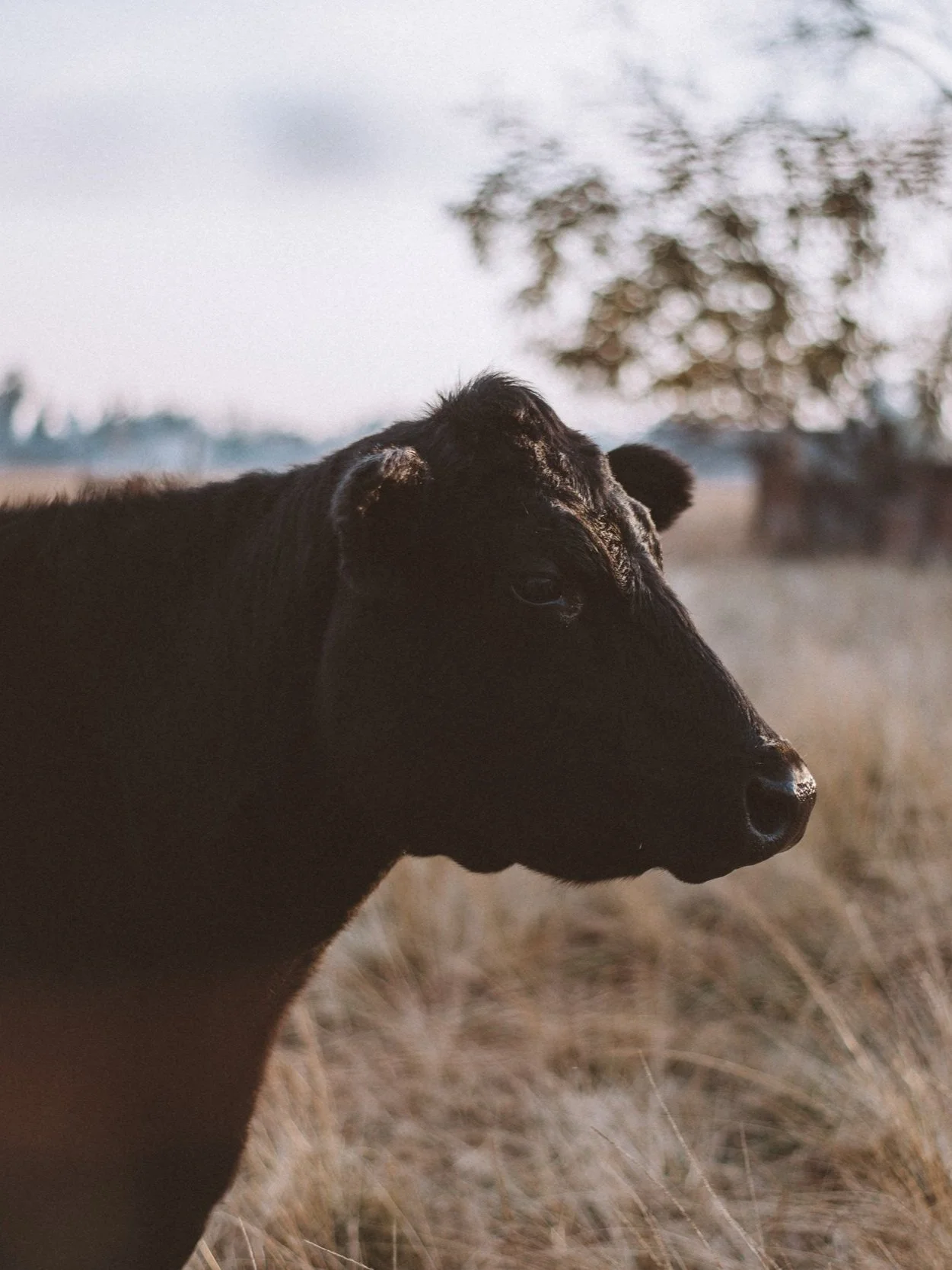 About | Family Owned & Operated — 5R Custom Meats