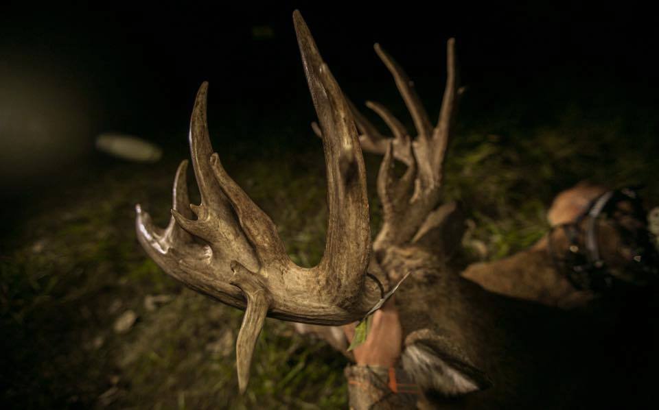 HEARTLAND WHITETAILS — Outrider