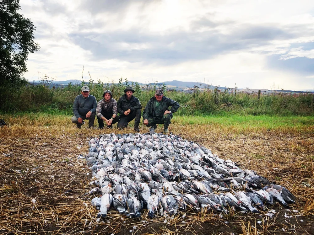 Scottish Wood Pigeon — Outrider