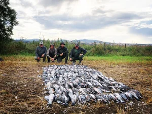 Scottish Wood Pigeon — Outrider