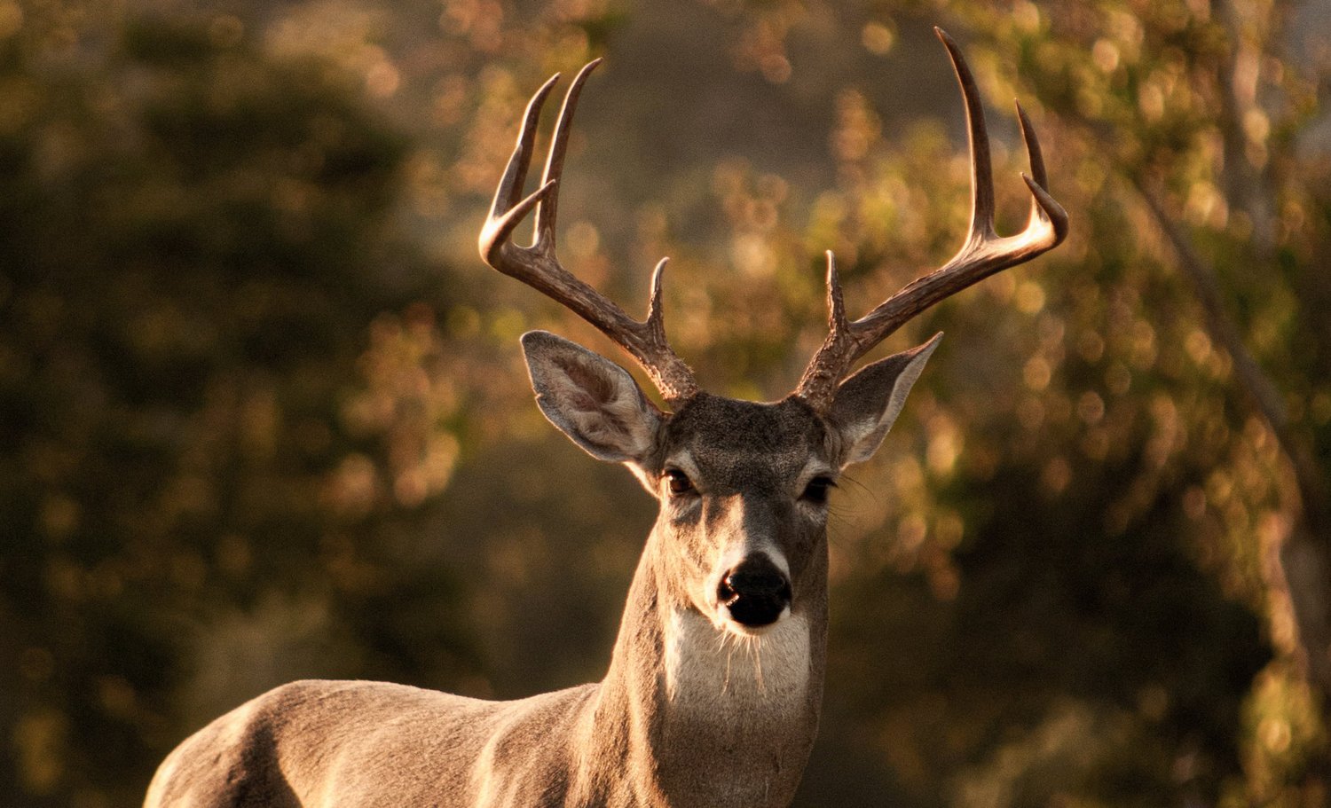 HEARTLAND WHITETAILS — Outrider