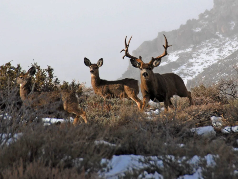 Big Game — Outrider