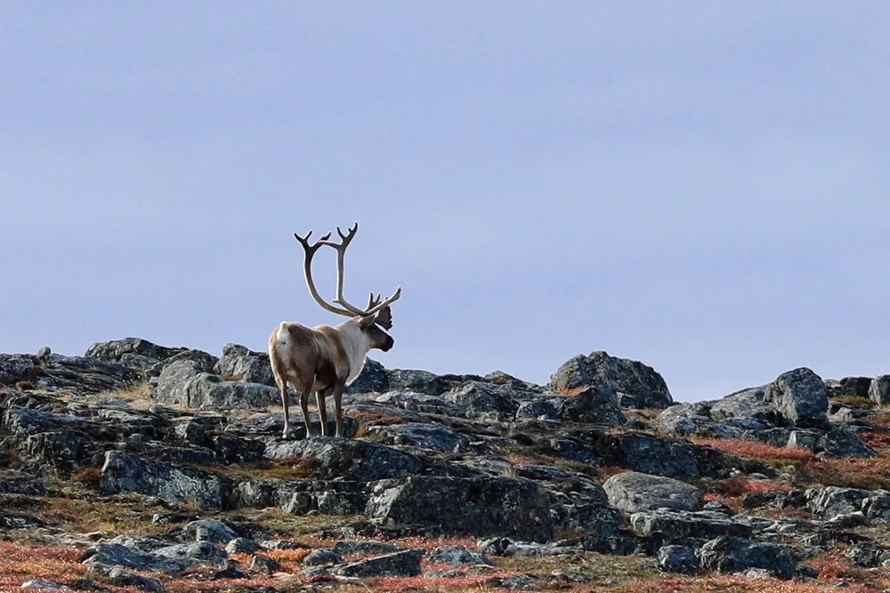 NUNAVUT CARIBOU — Outrider