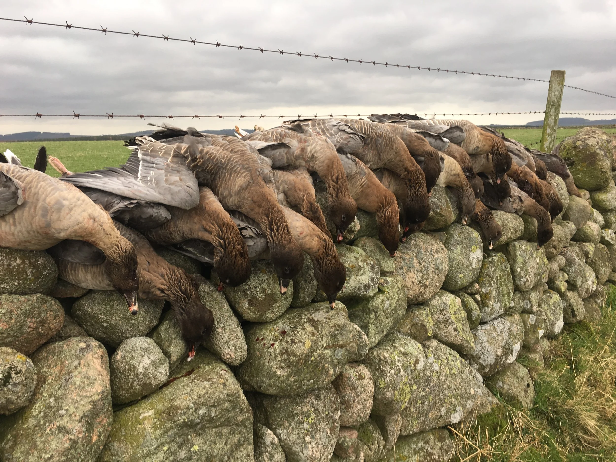 Wingshooting — Outrider