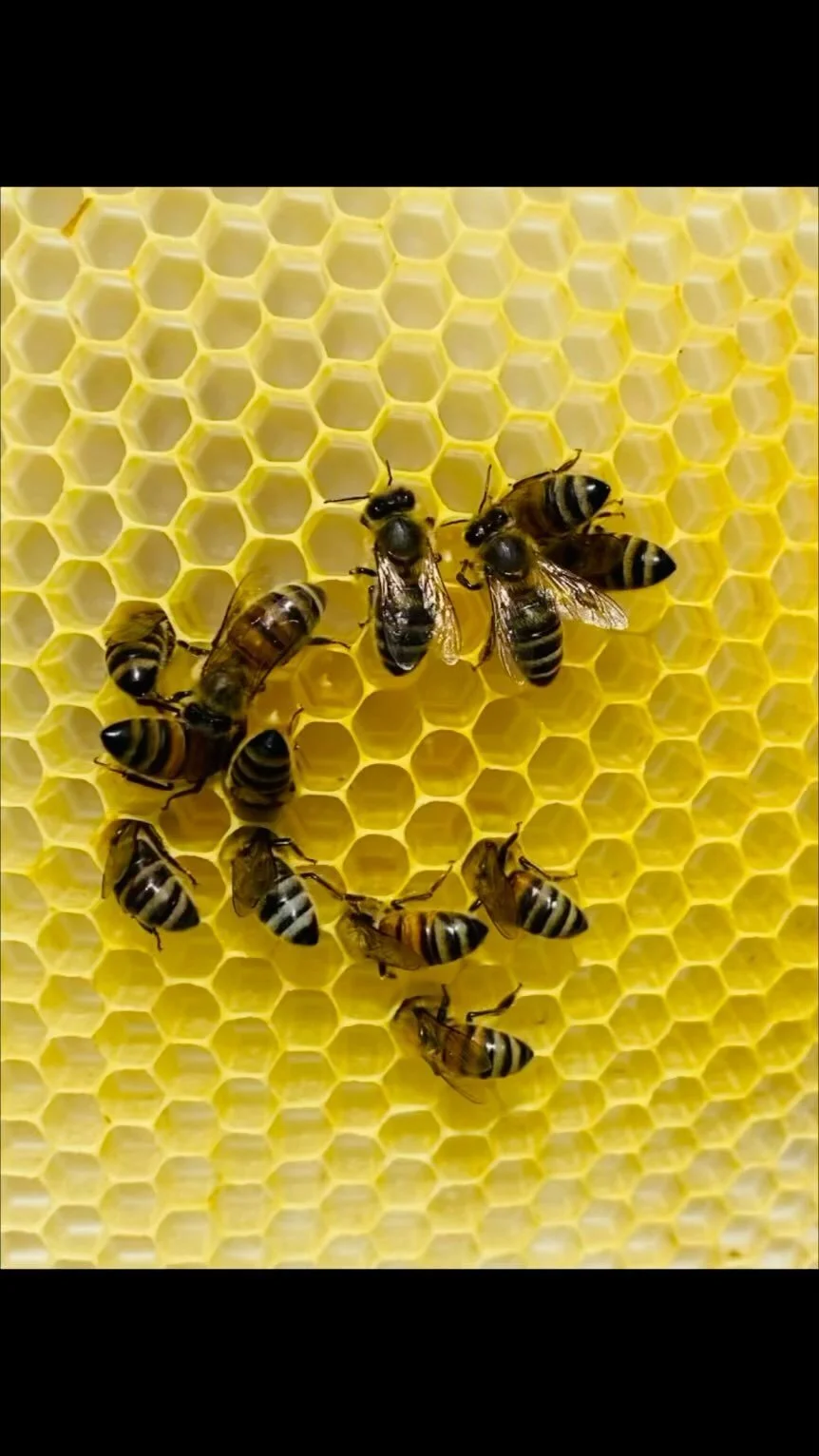 ManukaOz - 100% Authentic Manuka Honey