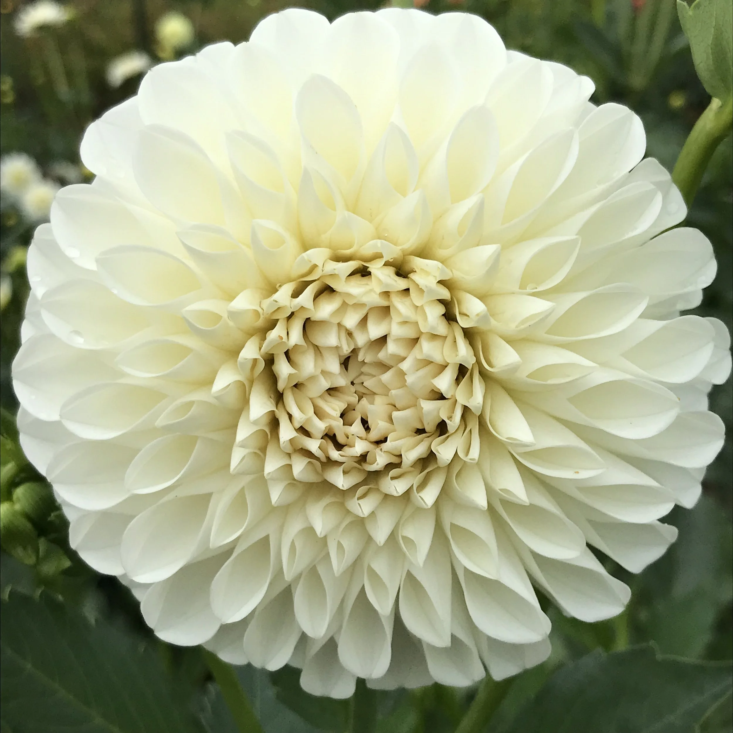 Shop — I Love Dahlias