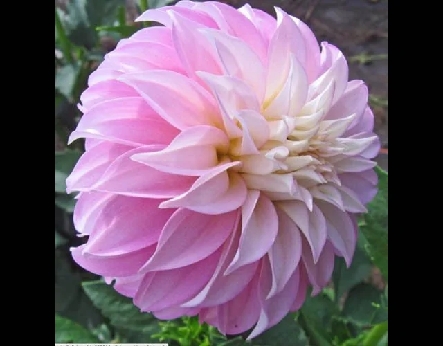 Verrone's DF — I Love Dahlias