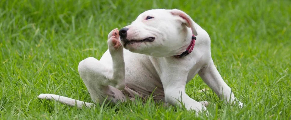 WAG the Dog Understanding Fleas in Dogs: Impact, Prevention & Treatment ...