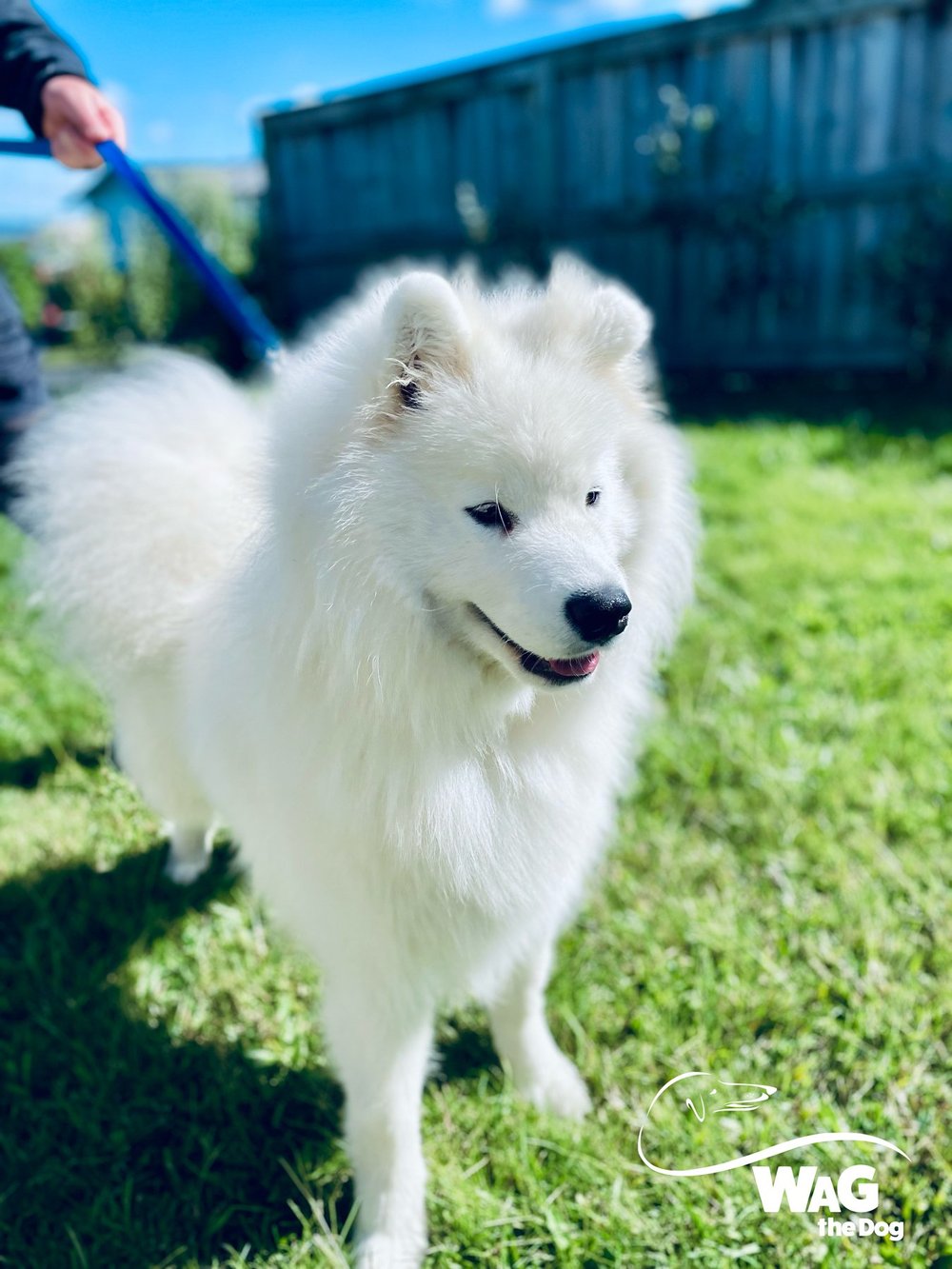 WAG the Dog Wagging Tails | Grooming Gallery | Happy Pets by WAG the ...