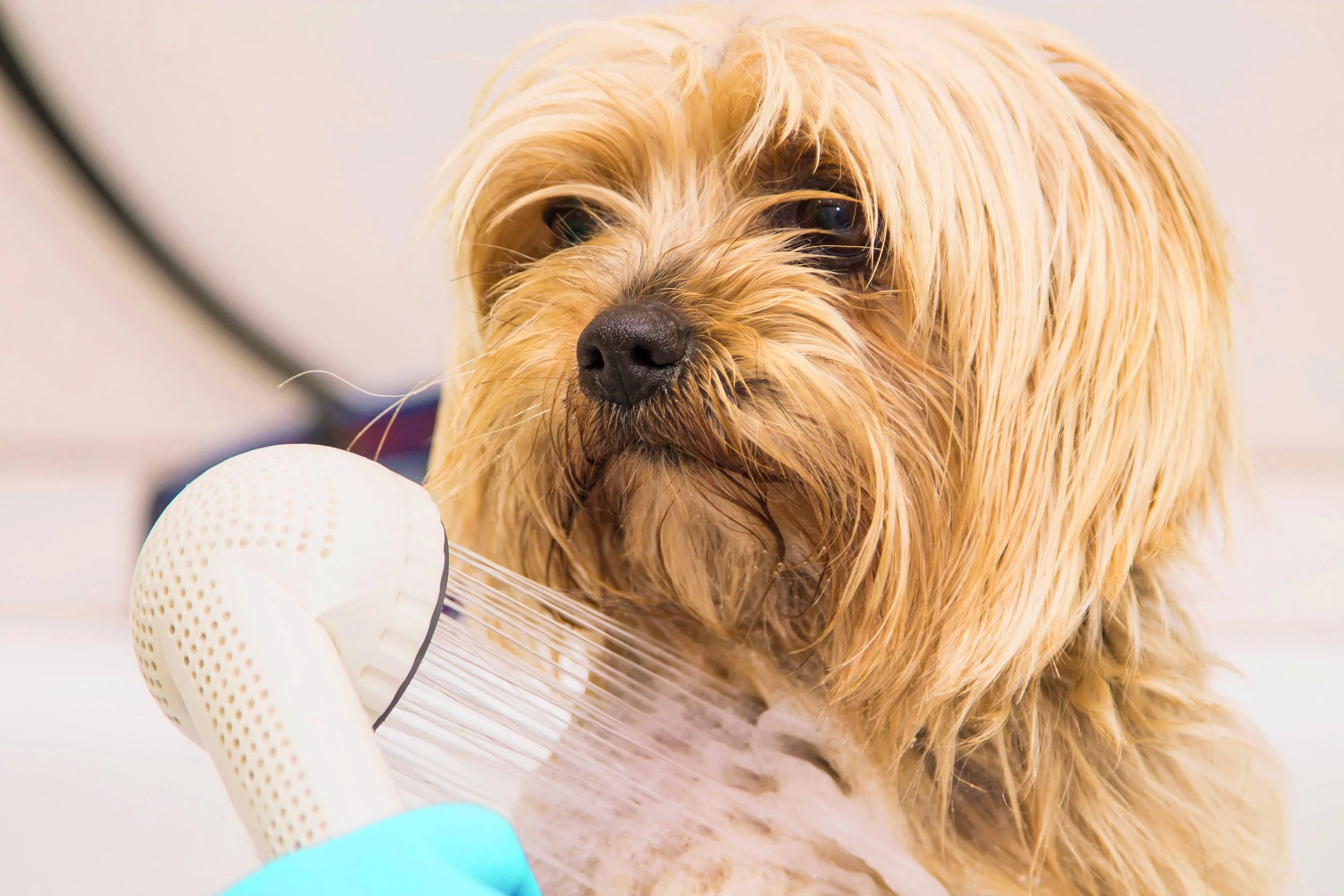 WAG the Dog Understanding Dog Grooming Prices: Factors to Consider ...