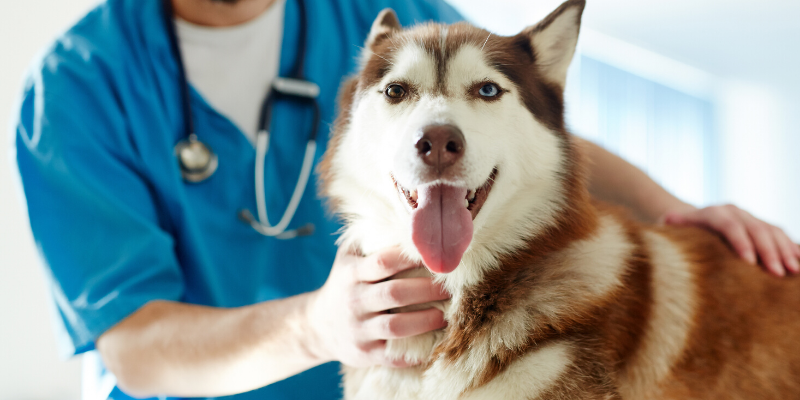 WAG the Dog Dog Skin Problems: Part 2: Allergies, Fleas, and Hot Spots ...