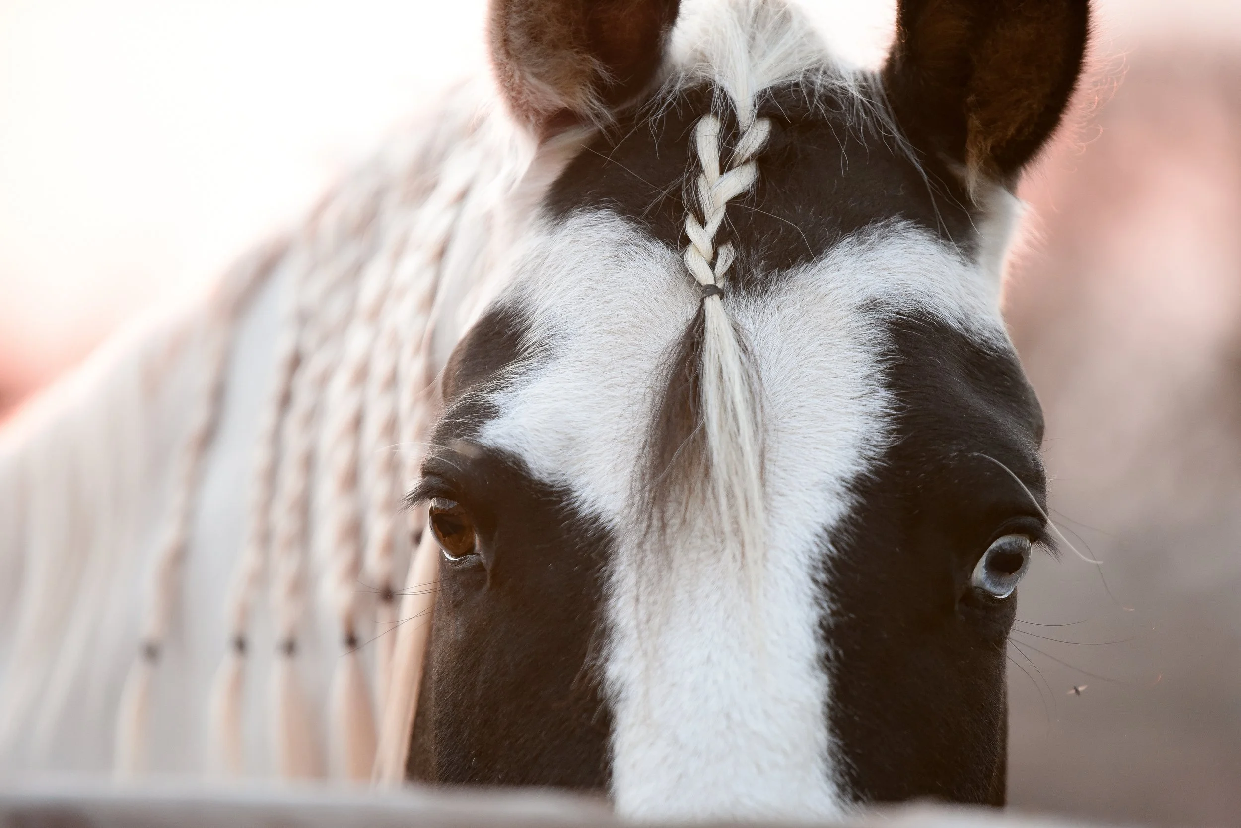 Services — Equine Elevated