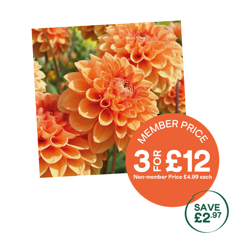 Green Card — Yorkshire Garden Centres | YGC Group