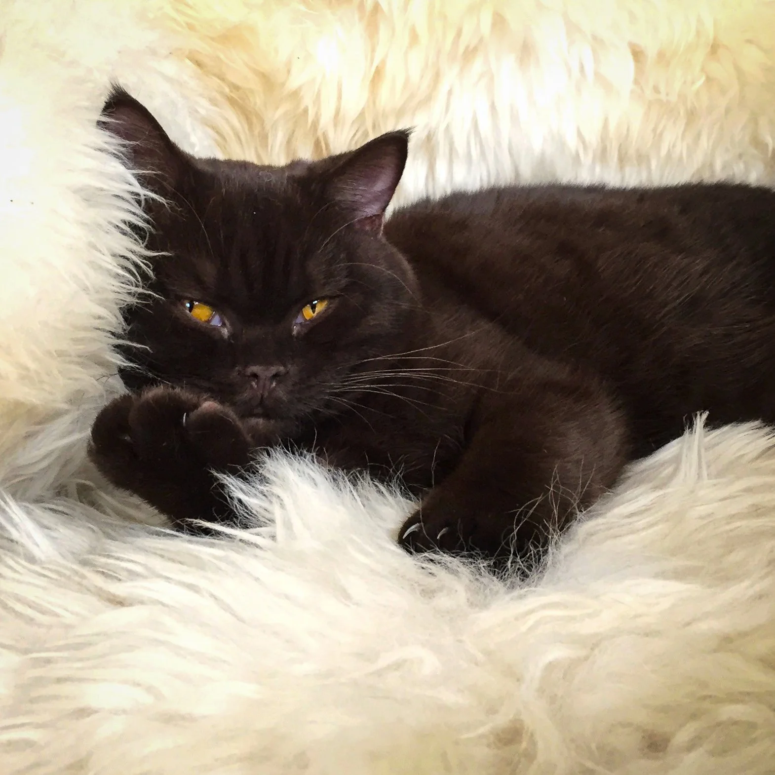 About Sylvie Neumann Photography | Essex Wedding and Family ...