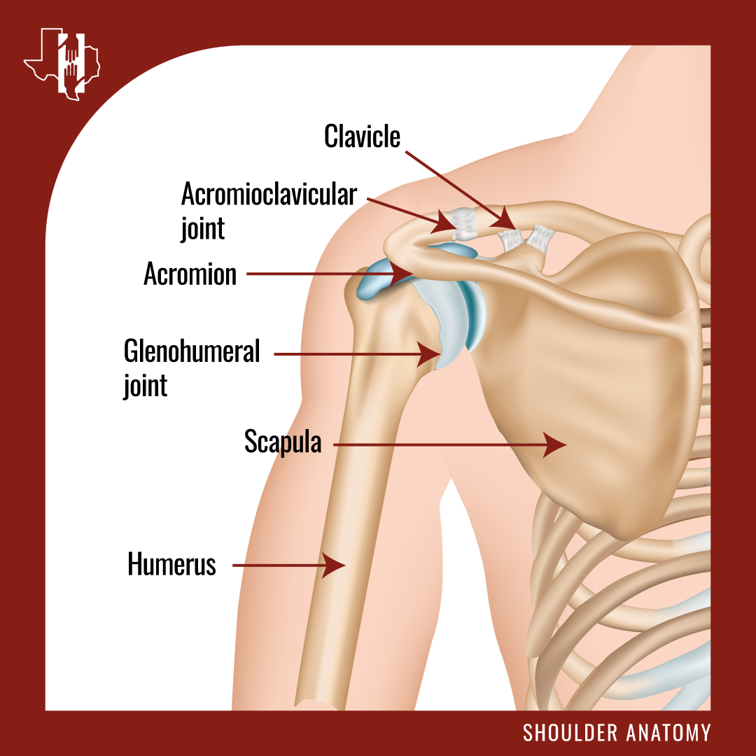 Shoulder Joint Anatomy Diagram