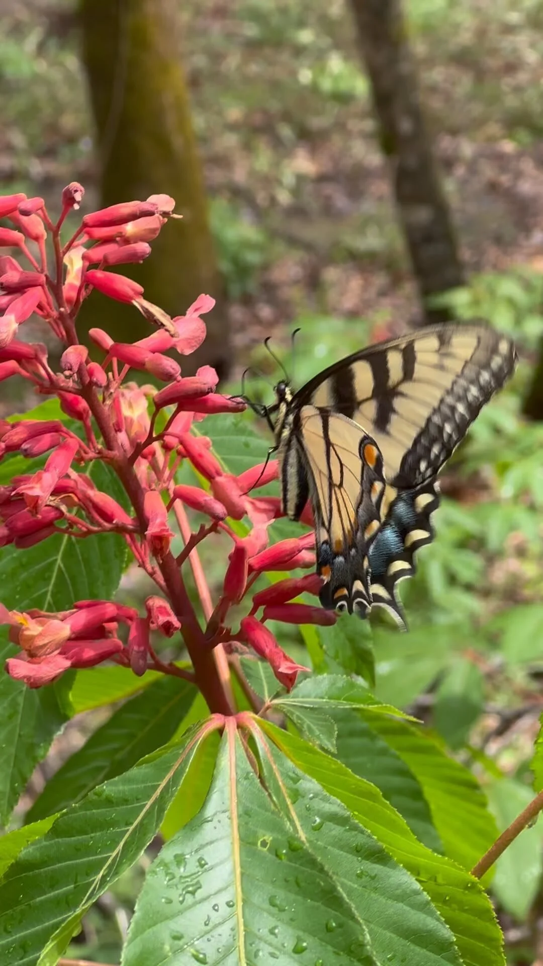 The Land — Land of Bohamia