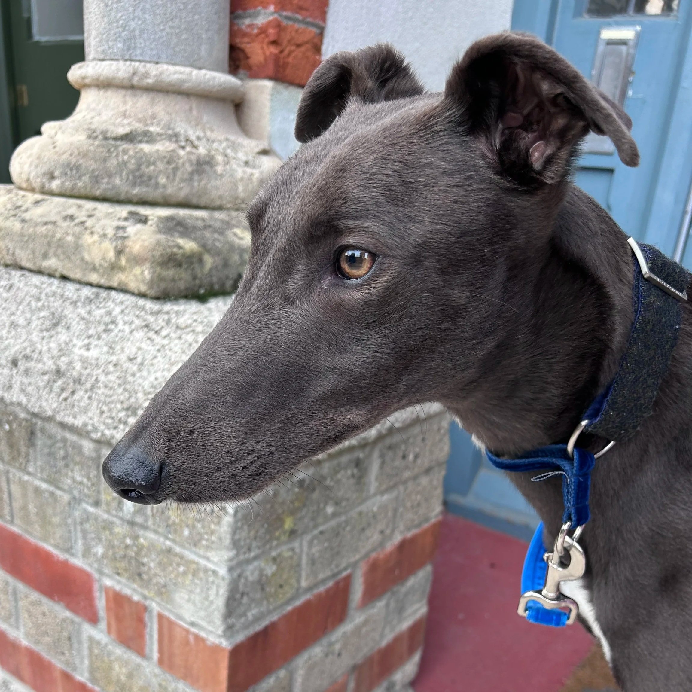 RIGHT - Rehoming Irish Greyhounds Team