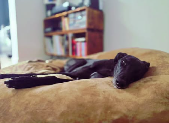 About RIGHT | Greyhound Rehoming in Ireland — RIGHT - Rehoming Irish ...