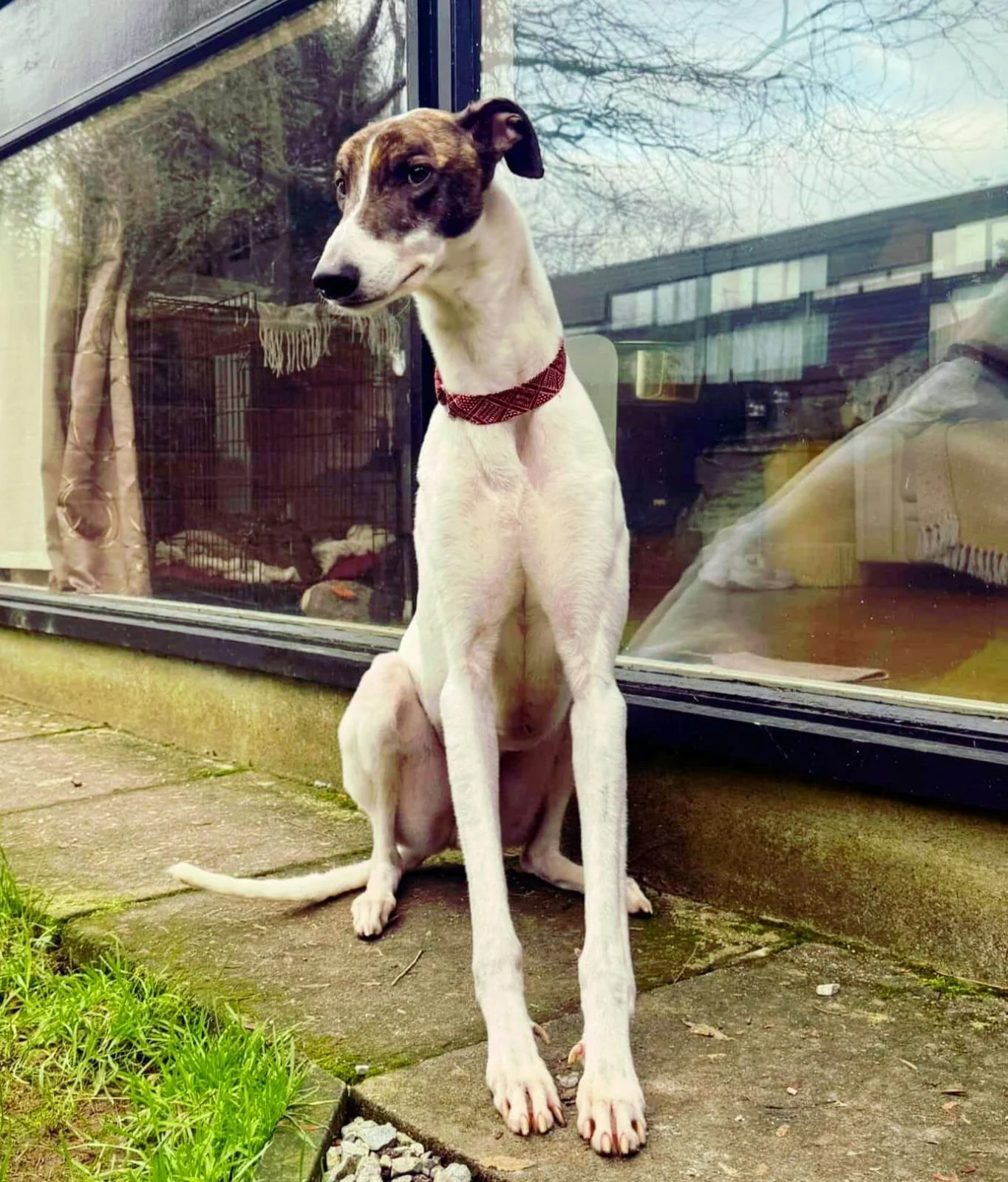 RIGHT - Rehoming Irish Greyhounds Team