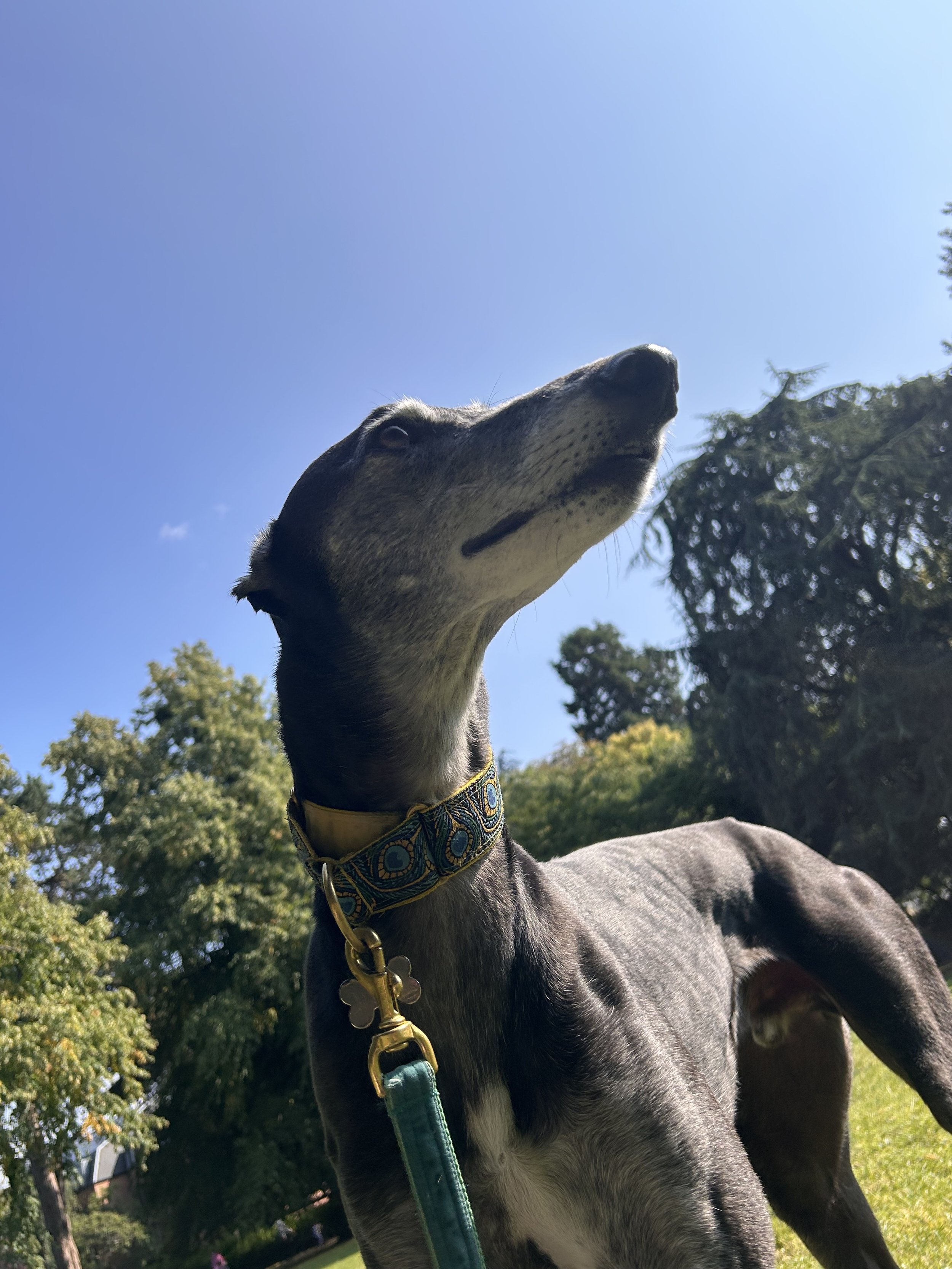 RIGHT - Rehoming Irish Greyhounds Team