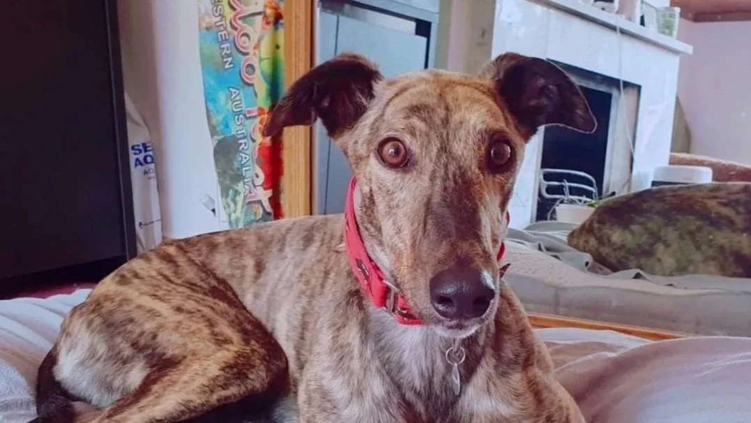 Greyhound Adoption Process | RIGHT Ireland — RIGHT - Rehoming Irish ...