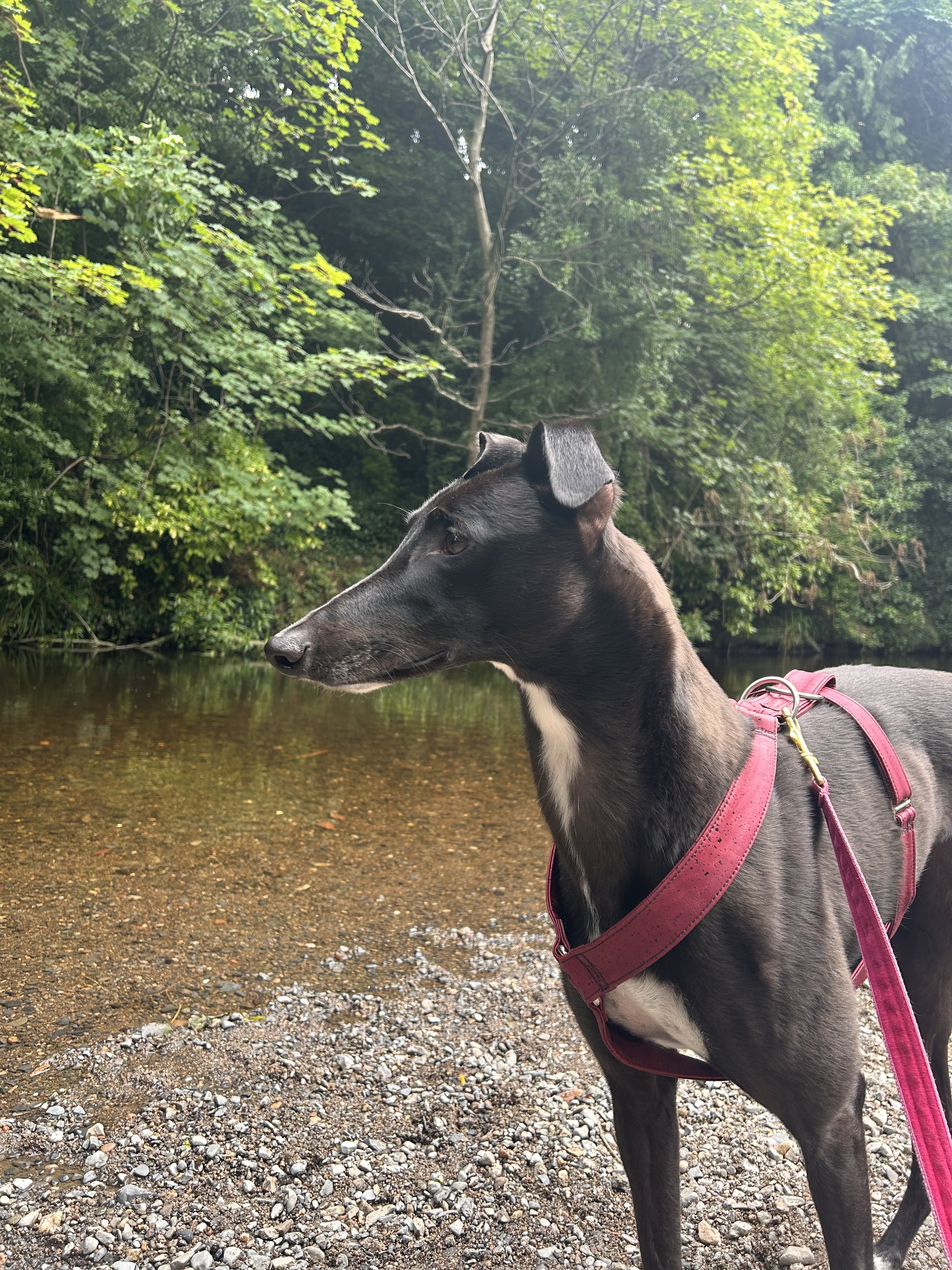 About RIGHT | Greyhound Rehoming in Ireland — RIGHT - Rehoming Irish ...