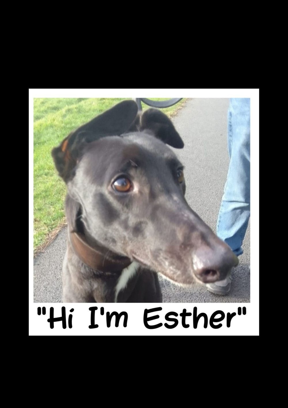 RIGHT - Rehoming Irish Greyhounds Team