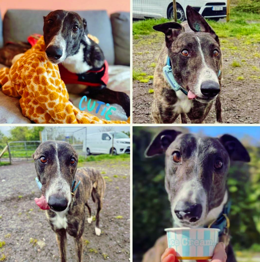 RIGHT | Greyhound Fostering and Adoption in Ireland