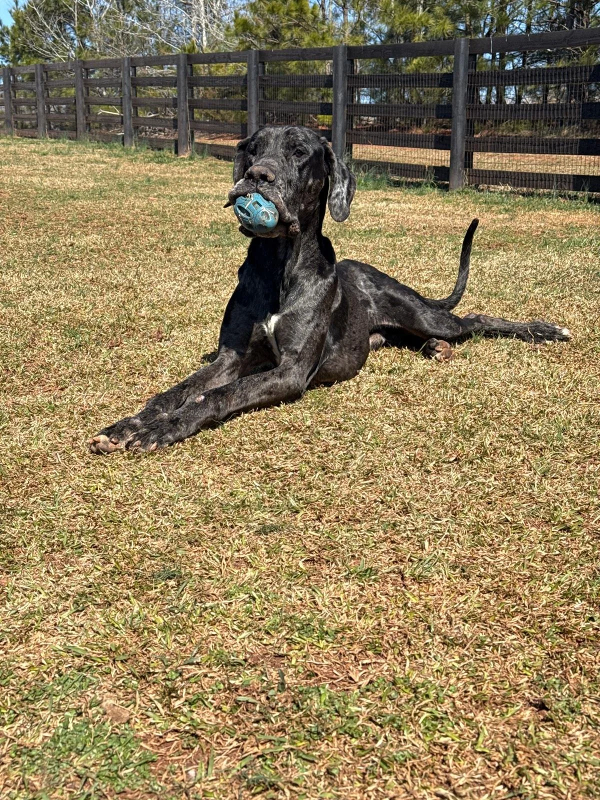 Atlas — Joey's Friends