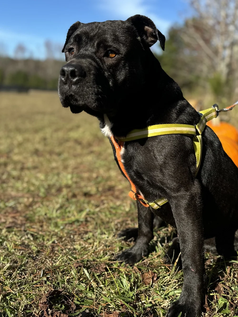 Adults — Joey's Friends