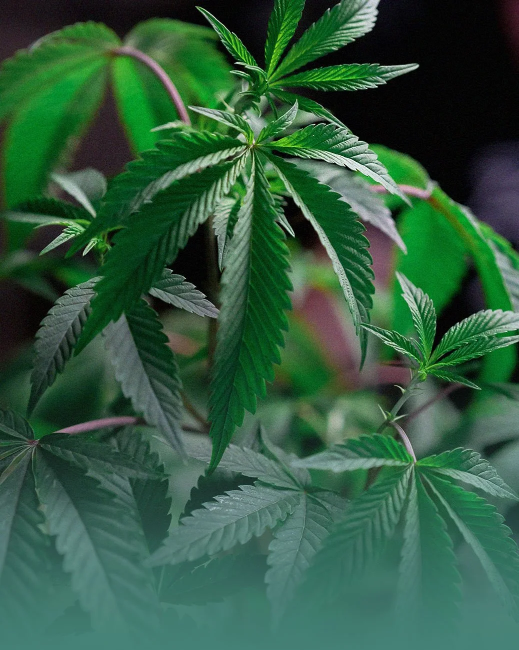 Marijuana Farms New York (MFNY)