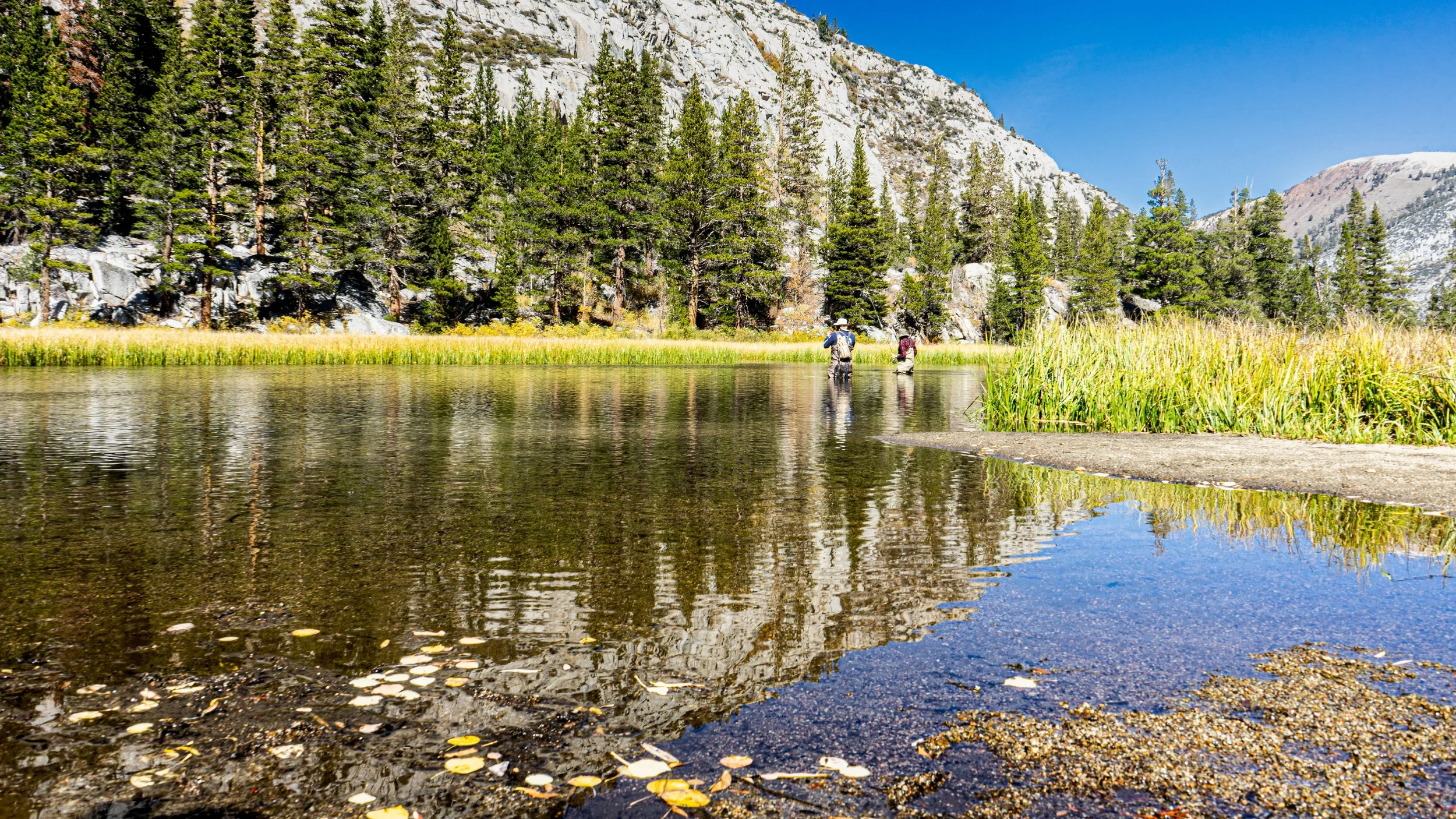 Robb Mitchell Collection